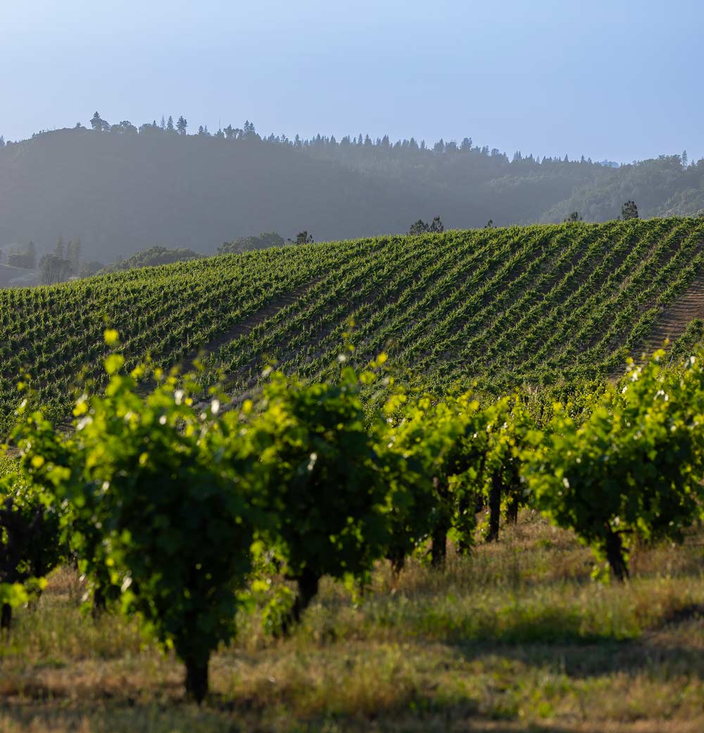 Sierra Foothills Vineyard | Our Story | Four Ponds Estate Winery